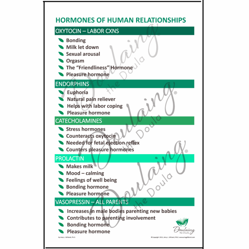Hormones of Human Relationships - Doulaing the Doula